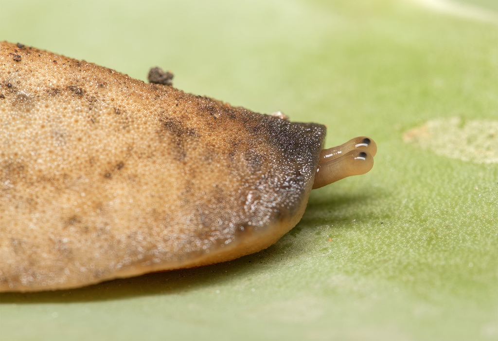 Leatherleaf Slugs from Sinop, MT, Brasil on December 2, 2021 at 08:27 ...