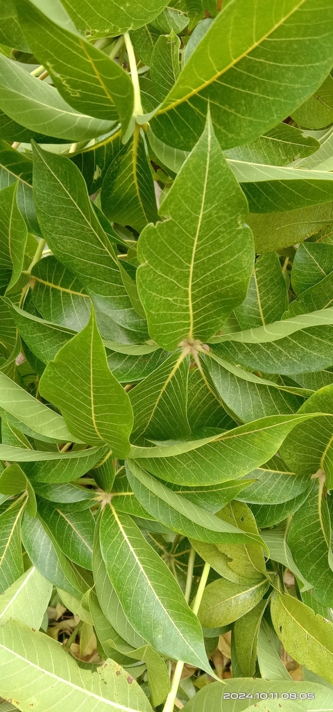 Java Olive from Kaohsiung, TW-KH, TW on October 11, 2024 at 08:05 AM by ...