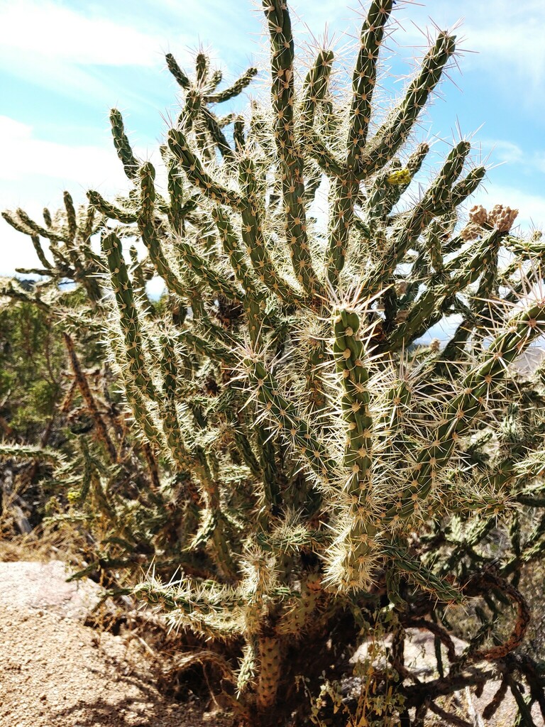 tree cholla from Sandoval County, NM, USA on October 08, 2024 at 12:51 ...