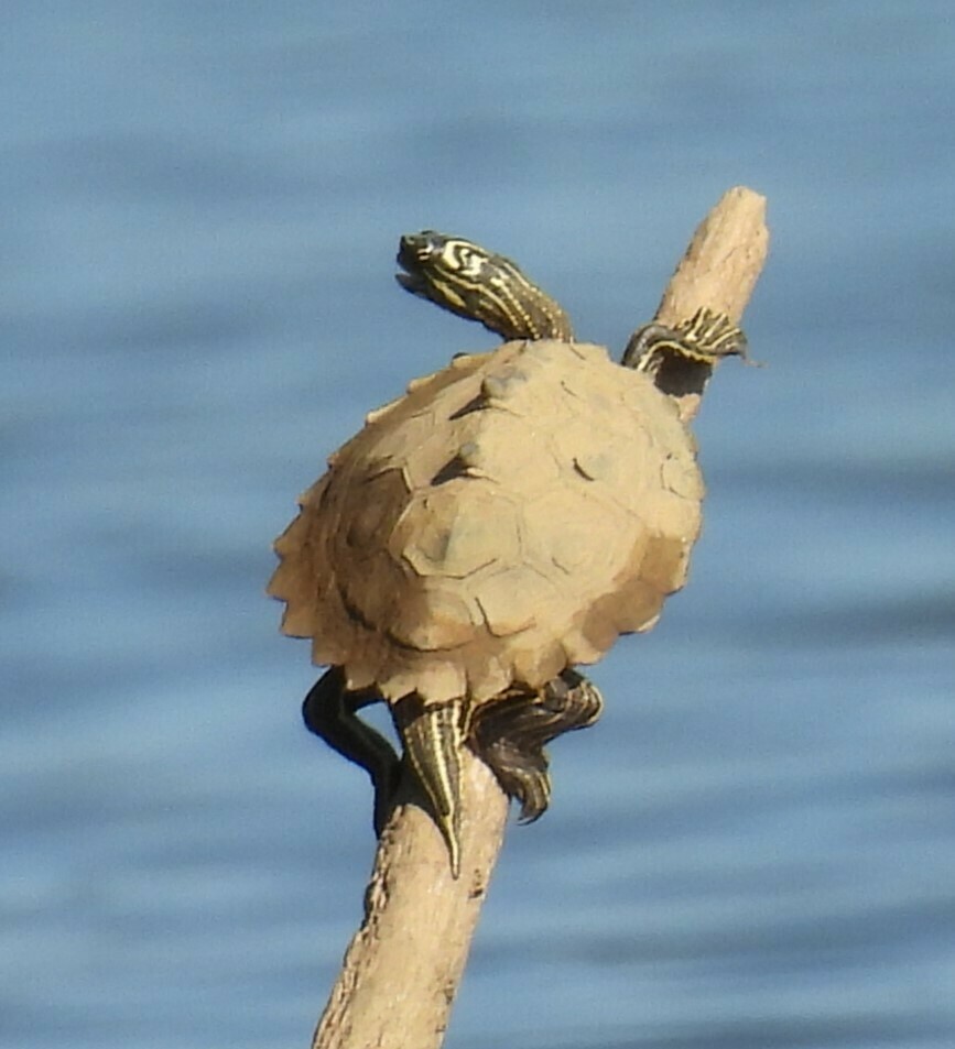 Black-knobbed Map Turtle in October 2024 by Jeff Garner · iNaturalist
