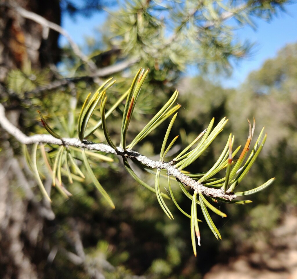 Colorado Pinyon from Nor Este, Albuquerque, NM, USA on October 08, 2024 ...