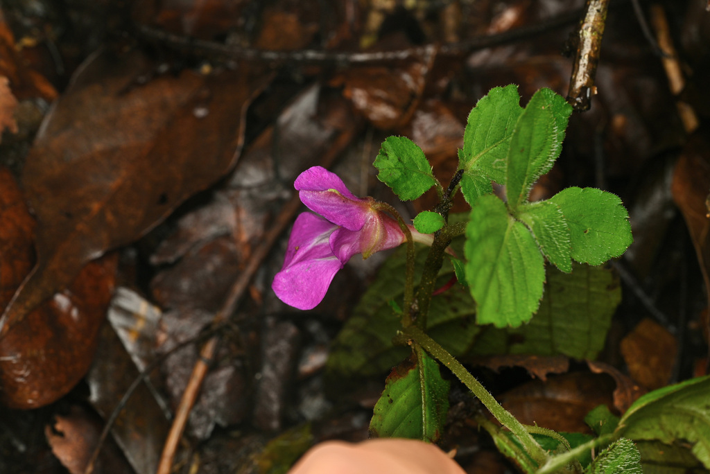 Impatiens yingjiangensis from 中国云南省德宏傣族景颇族自治州盈江县 on June 10, 2024 at 04 ...