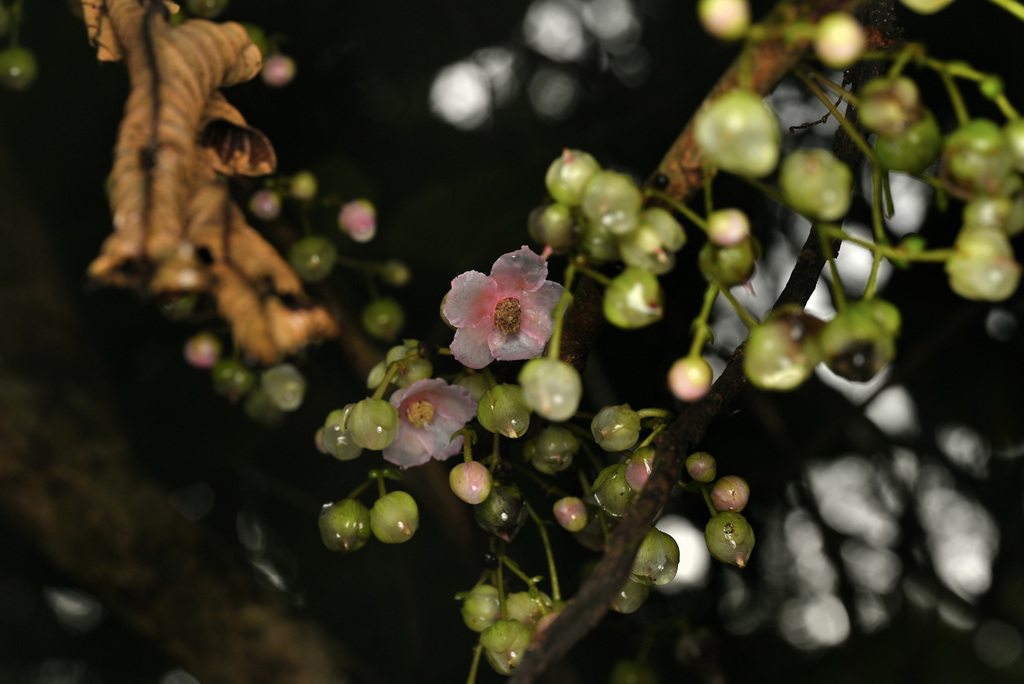 Saurauia from 中国云南省德宏傣族景颇族自治州盈江县 on June 10, 2024 at 05:01 PM by Jinmin ...