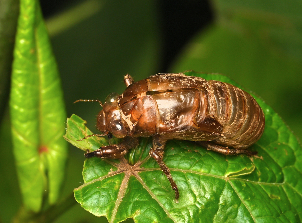 Typical Cicadas from 中国云南省德宏傣族景颇族自治州盈江县 on June 10, 2024 at 05:09 PM by ...