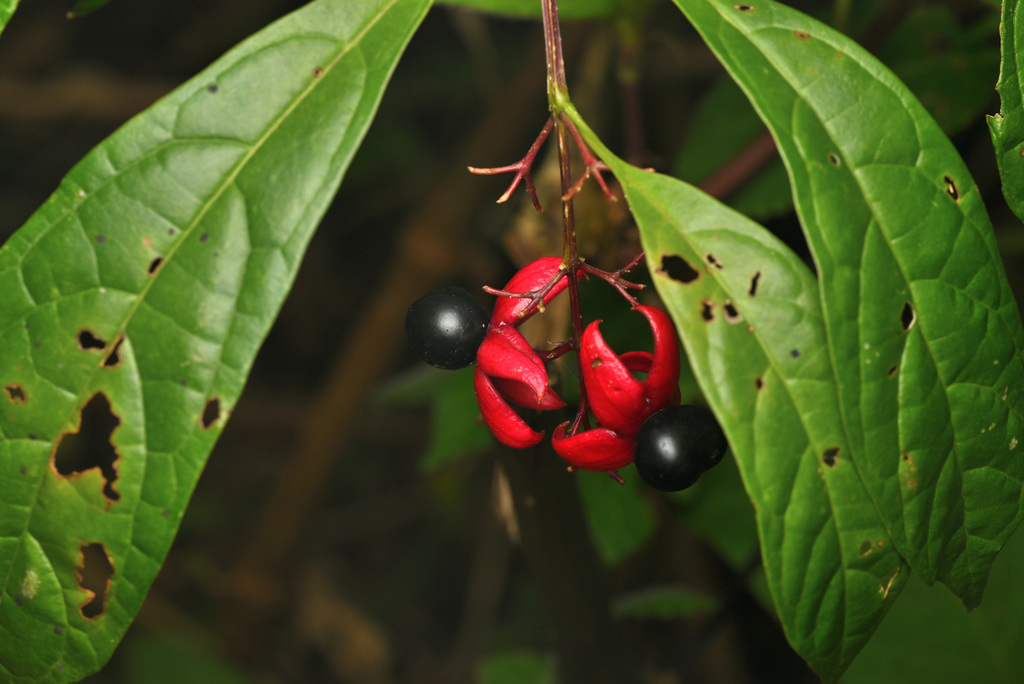 Clerodendrums from 中国云南省德宏傣族景颇族自治州盈江县 on June 10, 2024 at 05:09 PM by ...