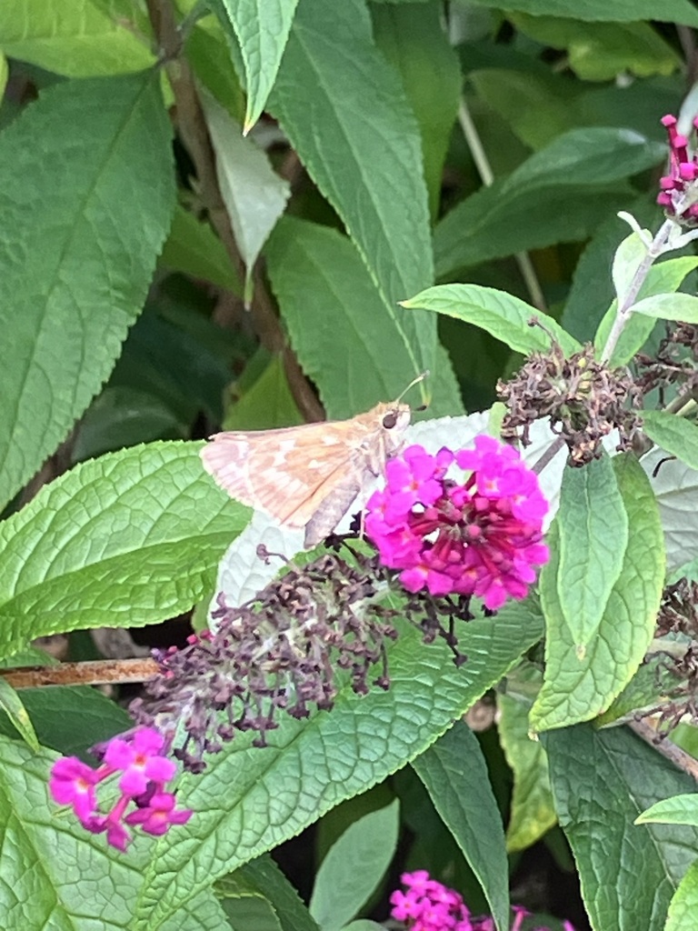 Huron Sachem from Gettysburg, PA 17325, USA on September 12, 2024 at 03 ...