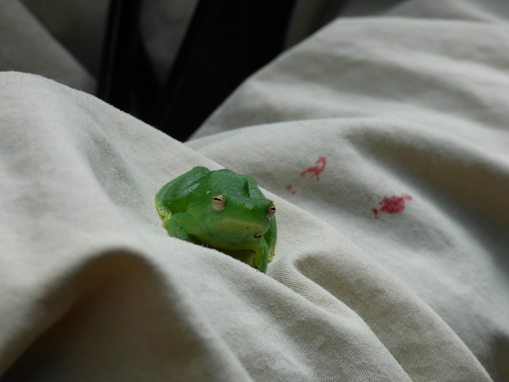Spotted Hatchet-faced Tree Frog from 9232+9RH Tapiche Reserve, Jai Alay ...