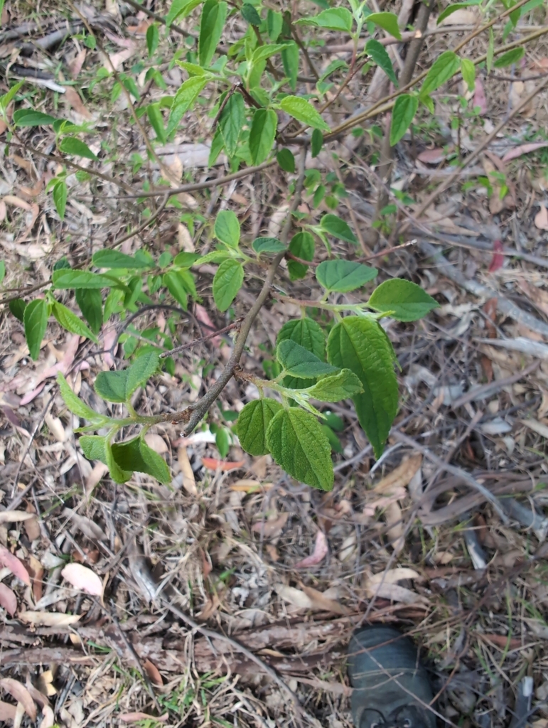 Nettle Tree from Glenorie NSW 2157, Australia on October 11, 2024 at 11 ...