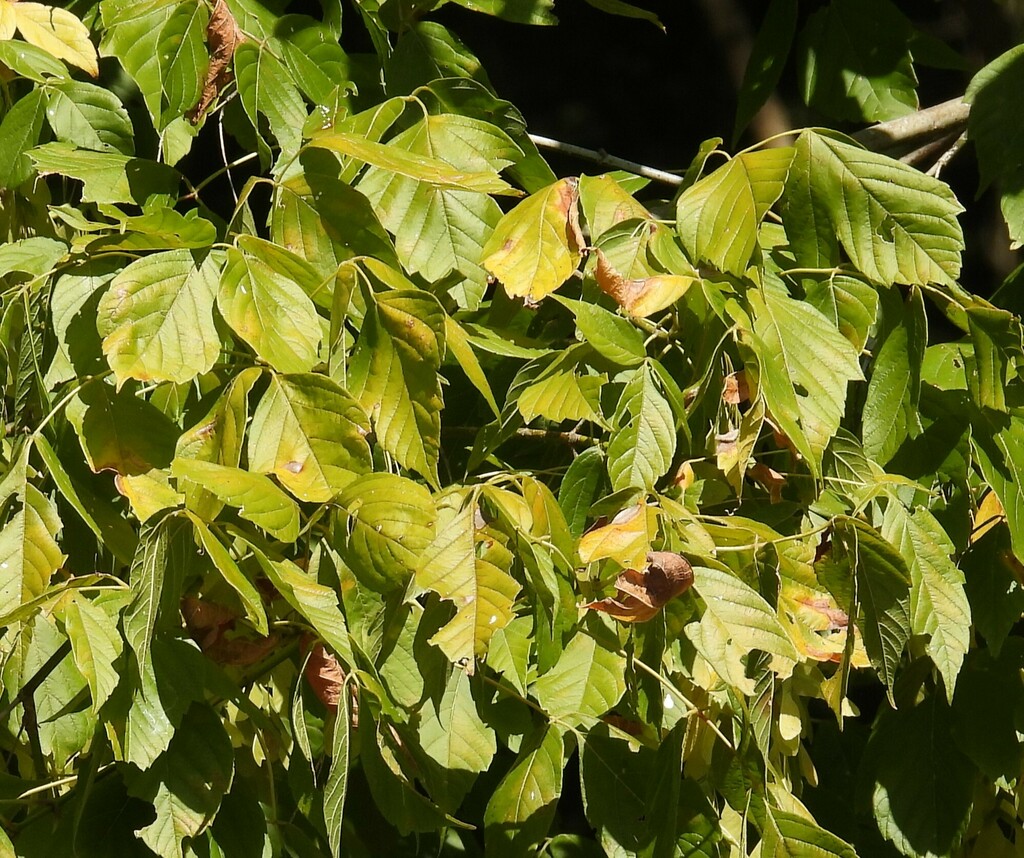 box elder from Moundville boat ramp, Tuscaloosa County, AL, USA on ...