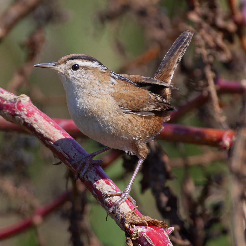 Marsh Wren from Butler Island, Georgia 31331, USA on October 11, 2012 ...