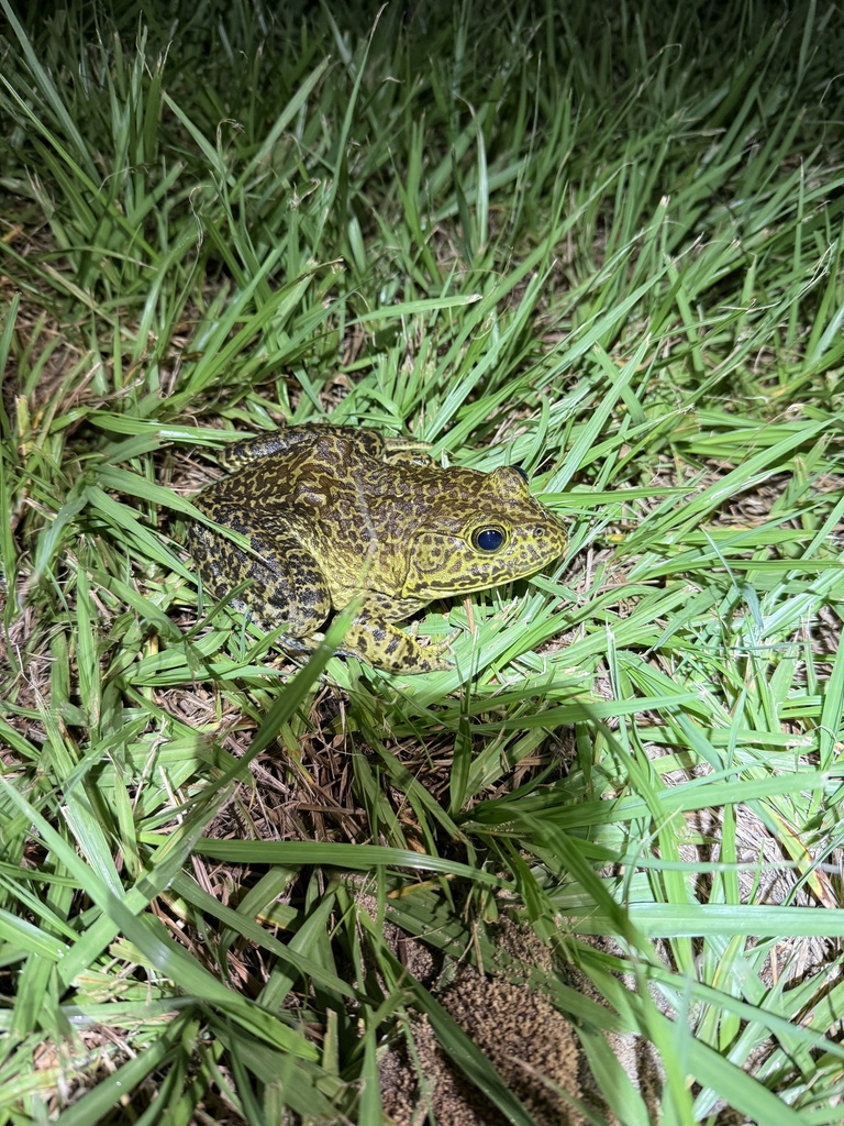 American Bullfrog from Papaya Cir, Davenport, FL, US on October 10 ...