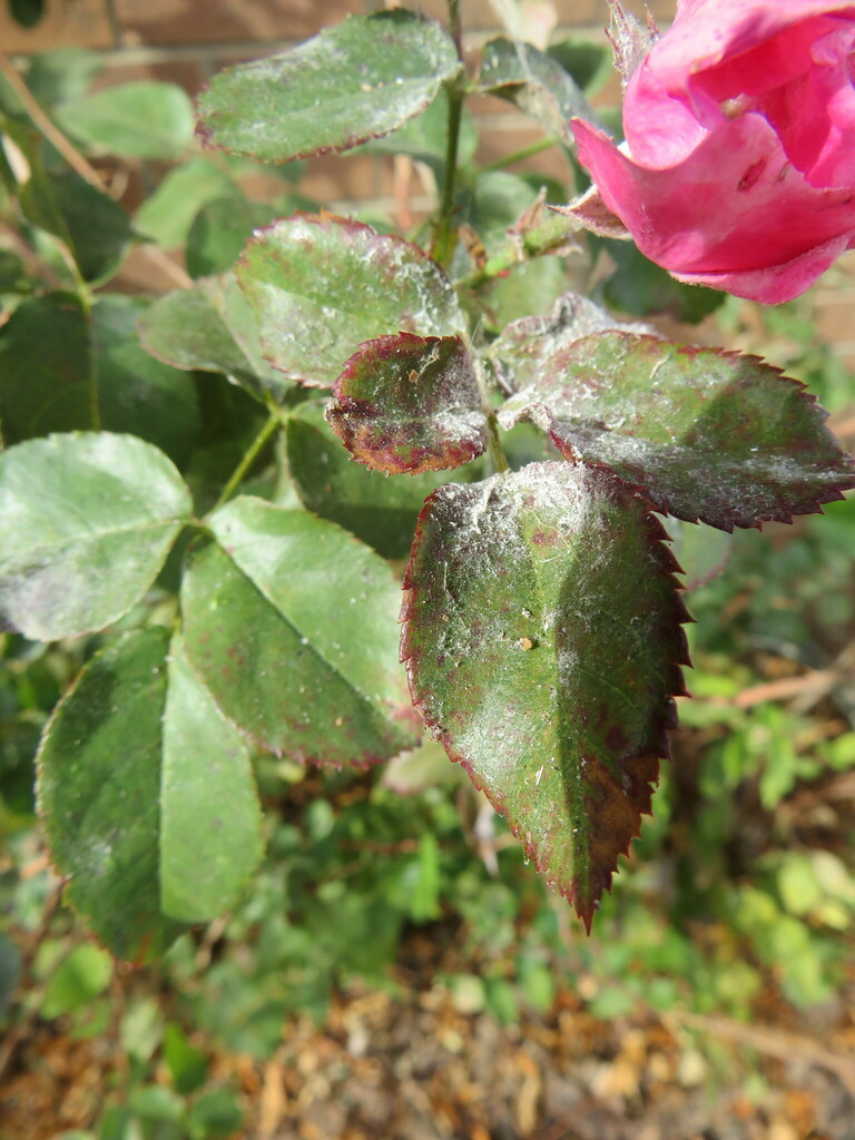 Rose Powdery Mildew from Medicine Hat, AB, Canada on October 10, 2024 ...