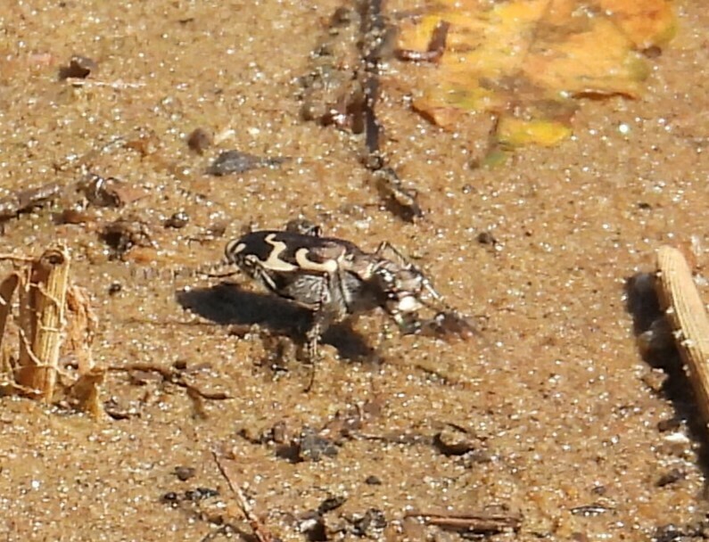 Oblique-lined Tiger Beetle from Along Black Warrior River, upstream of ...