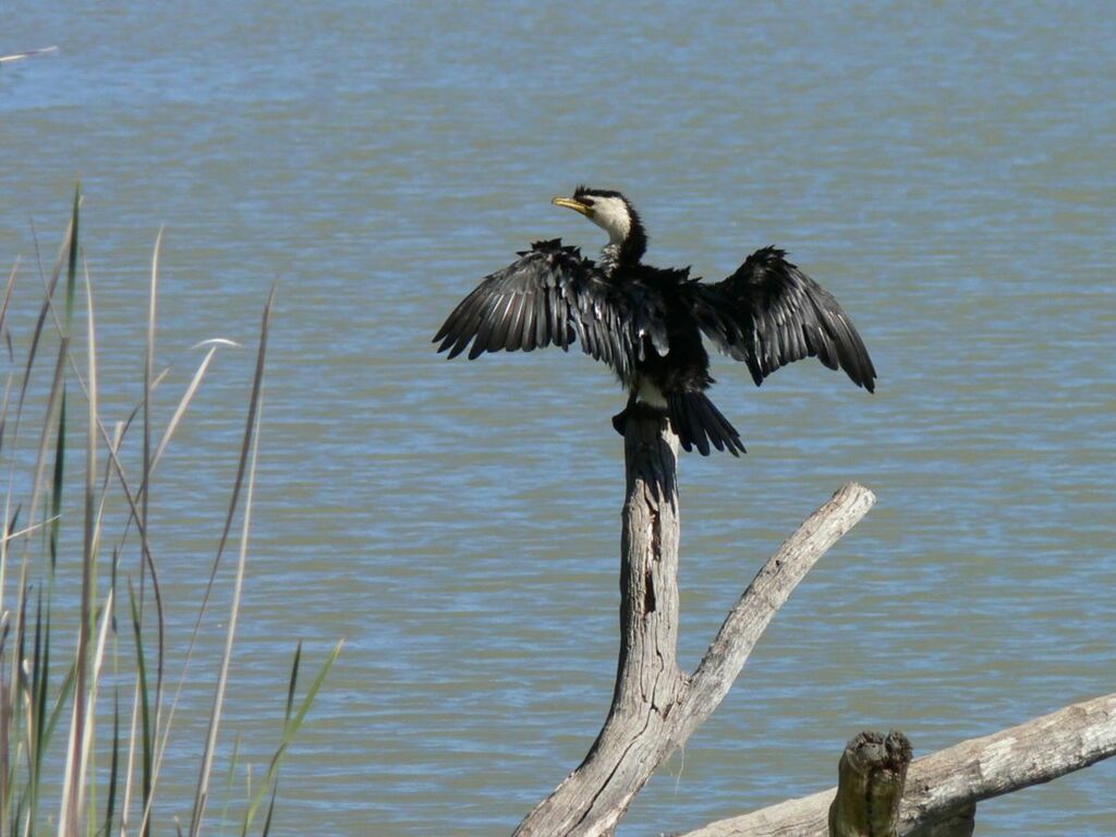 Little Pied Cormorant from Tuggeranong, ACT, Australia on April 9, 2007 ...