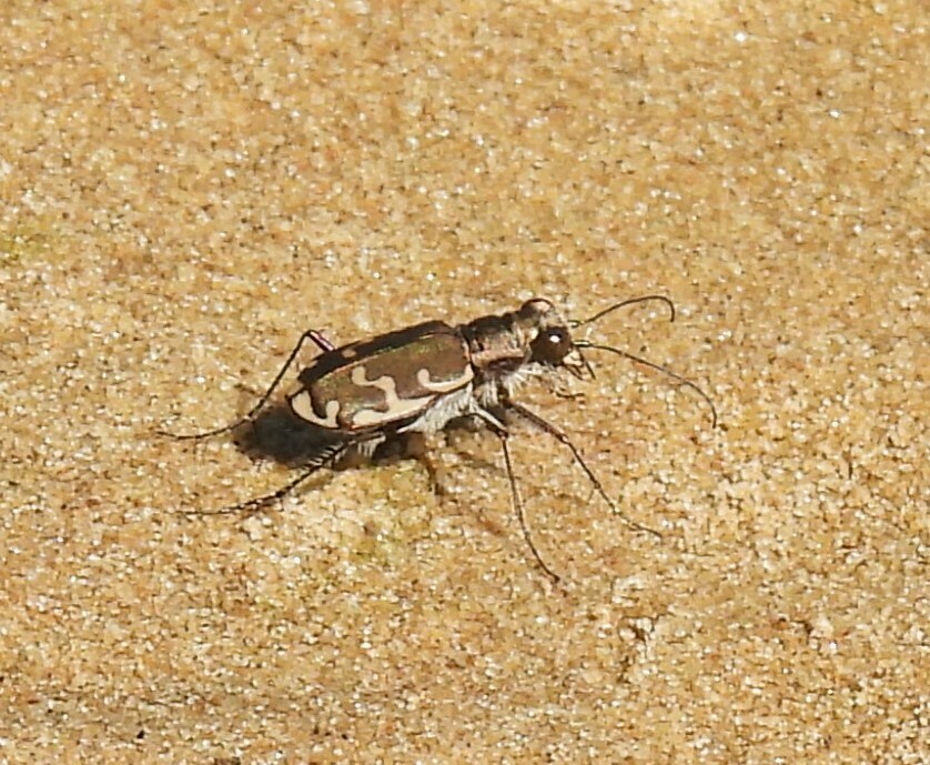 Bronzed Tiger Beetle from Along Black Warrior River, upstream of ...