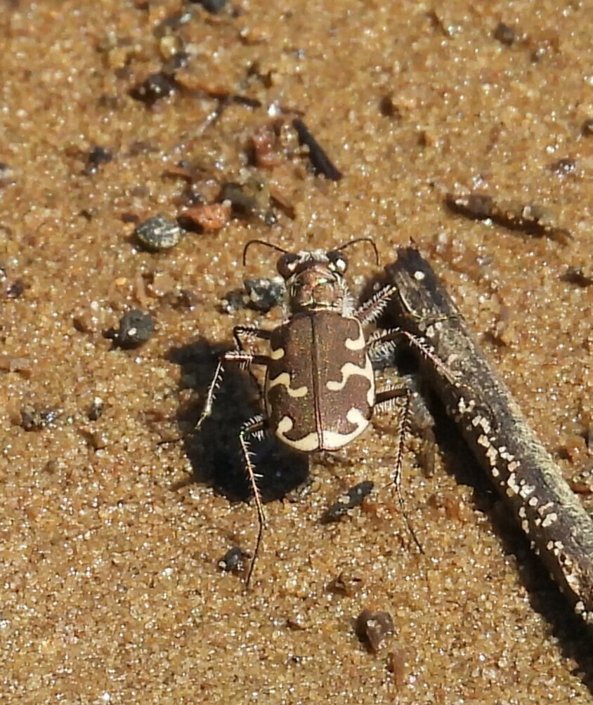 Bronzed Tiger Beetle from Along Black Warrior River, upstream of ...