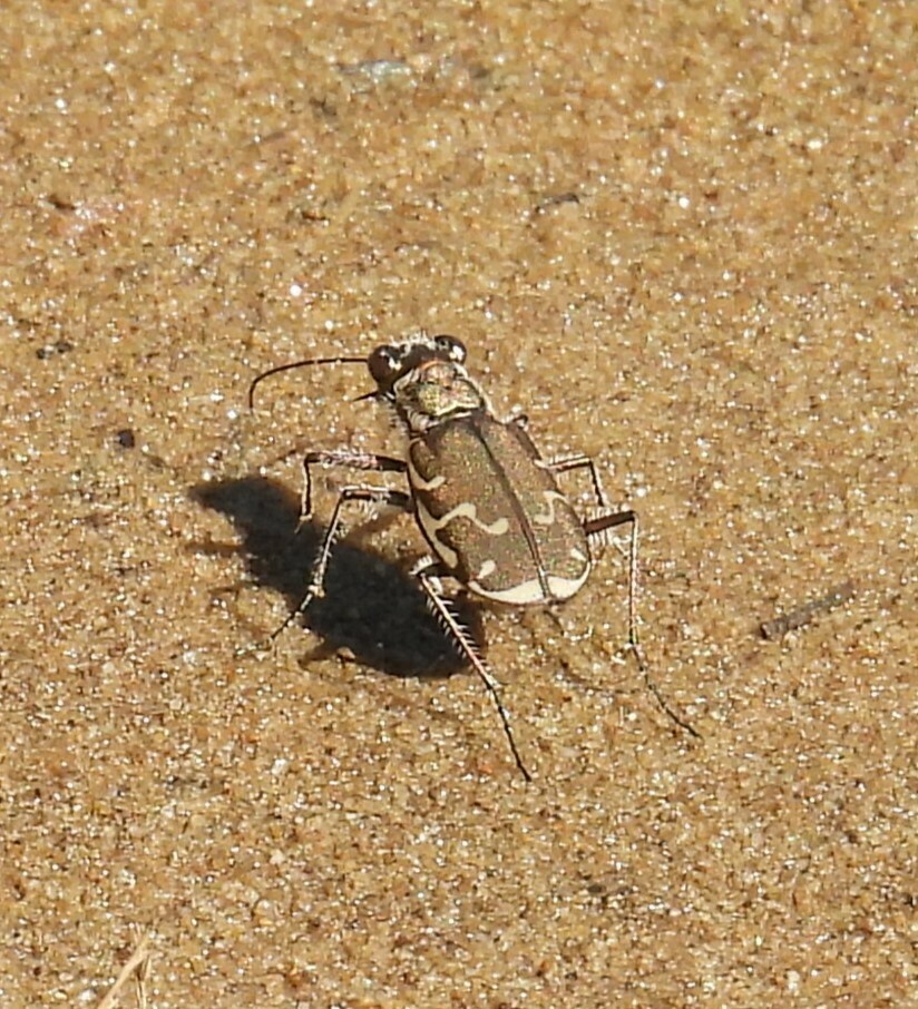 Bronzed Tiger Beetle from Along Black Warrior River, upstream of ...