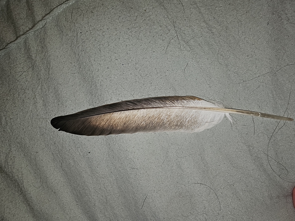 Feral Pigeon from Caledonia, OH 43314, USA on October 10, 2024 at 10:22 ...