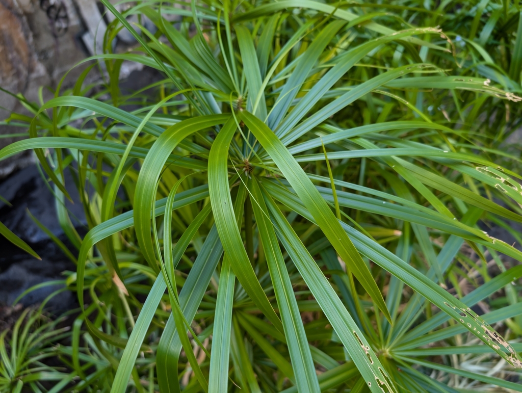 Umbrella Papyrus from Waialae Ave + 3rd Ave, Honolulu, HI 96816, USA on ...