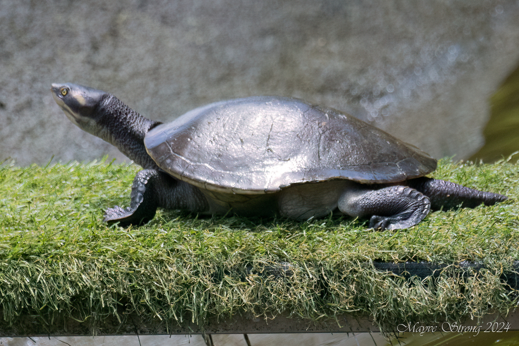 Eastern Short-necked Turtle from Rainforestation Nature Park, 1030 ...