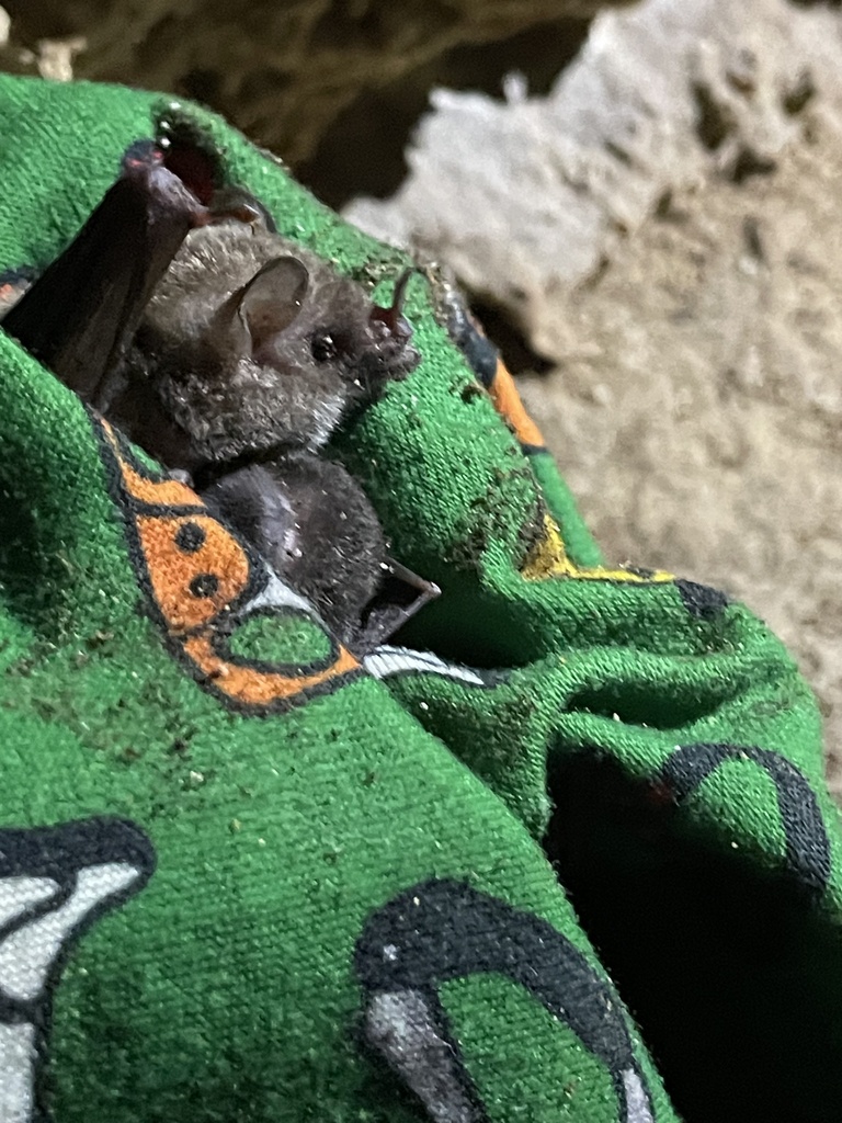 Merriam's Long-tongued Bat from Avenida Benito Juárez, Playa del Carmen ...