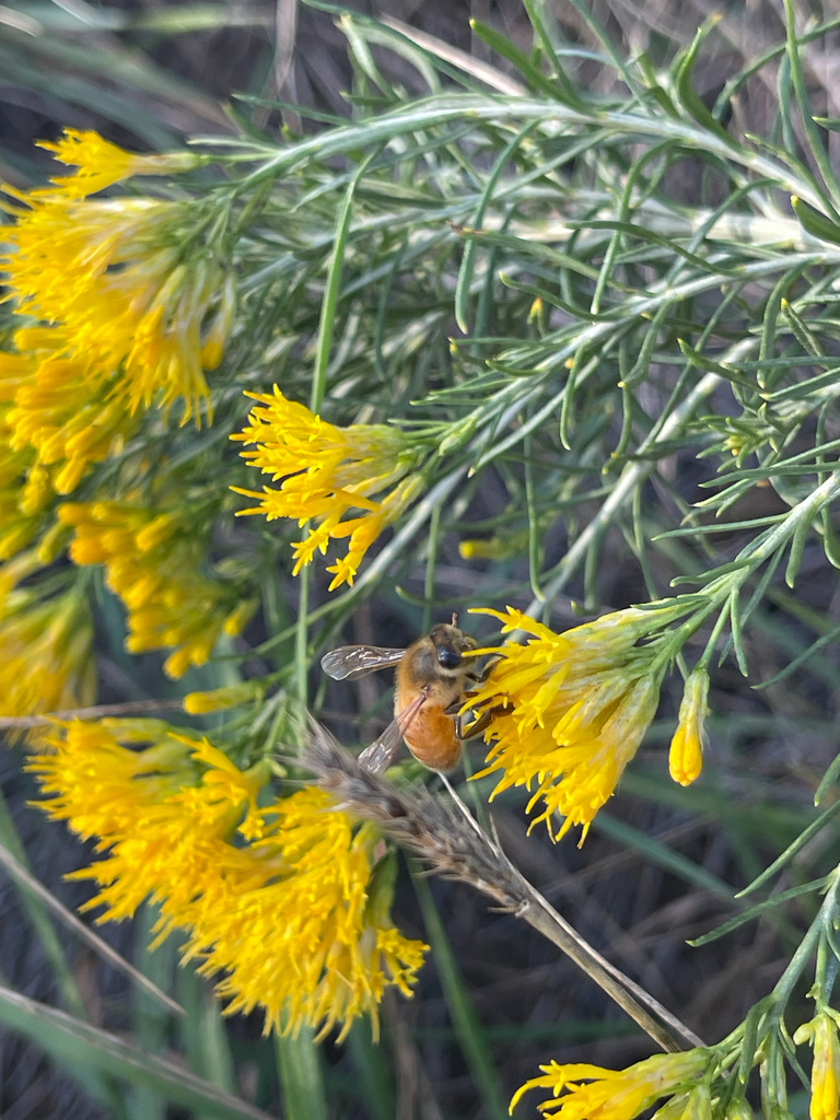 Western Honey Bee from Clear Creek Trail, Wheat Ridge, CO, US on ...