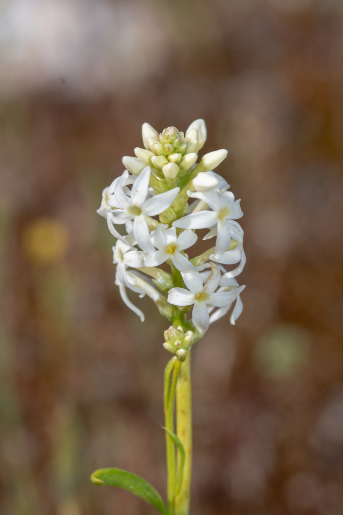 Stackhousia annua from Warrenben Conservation Park on October 5, 2024 ...