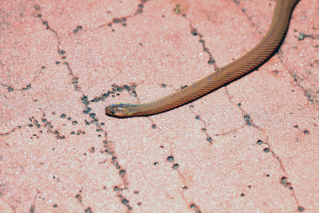 Boulenger's Odd-scaled Snake from 中国广东省东莞市 on August 13, 2022 at 09:16 ...