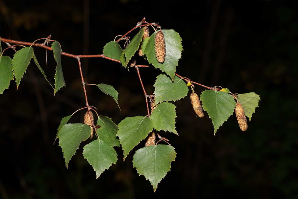 silver birch from SW Moorhen Way, Beaverton, OR, US on October 10, 2024 ...