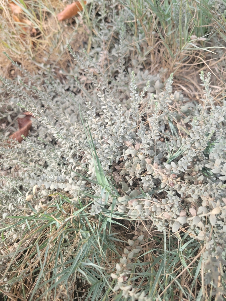 Alkali Weed from Grand, Riverside, CA, USA on October 4, 2024 at 11:12 ...