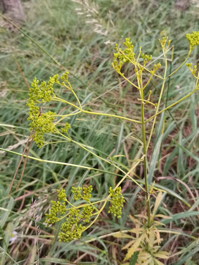eastern valerian from 中国山东省青岛市崂山区 on September 23, 2023 at 04:56 PM by ...