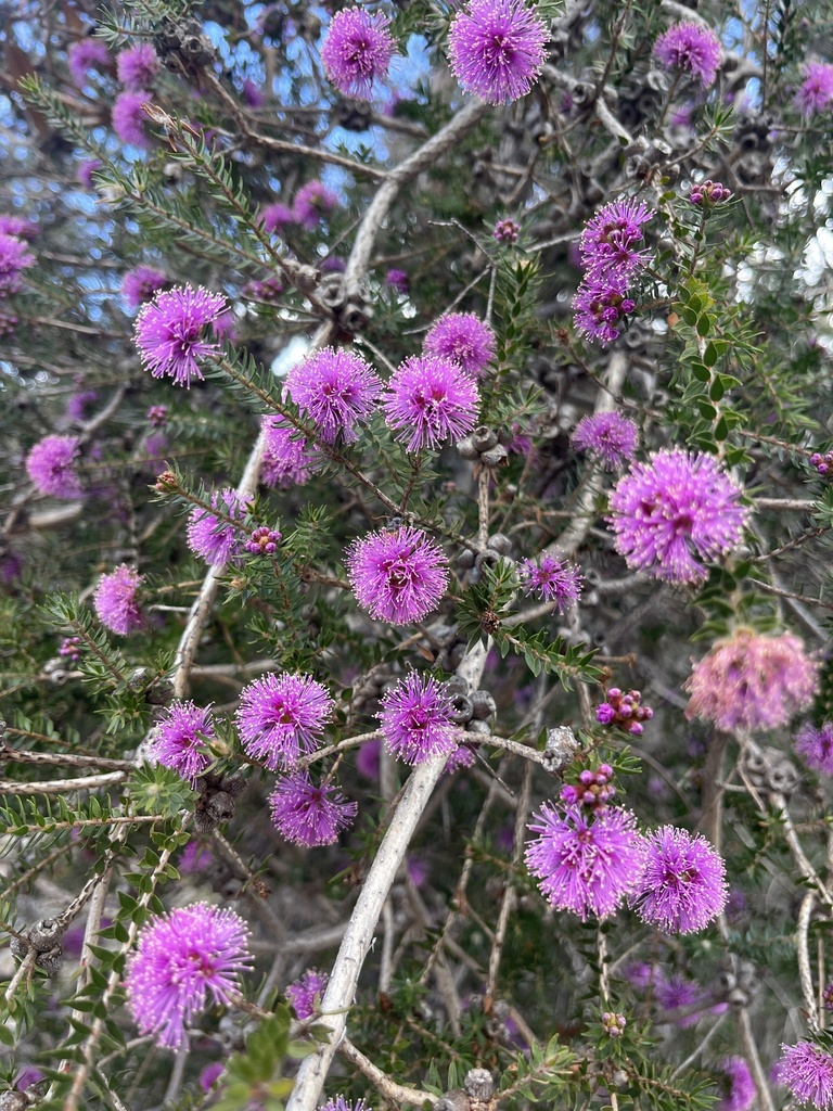 swamp honey-myrtle from Freycinet National Park, Freycinet, TAS, AU on ...