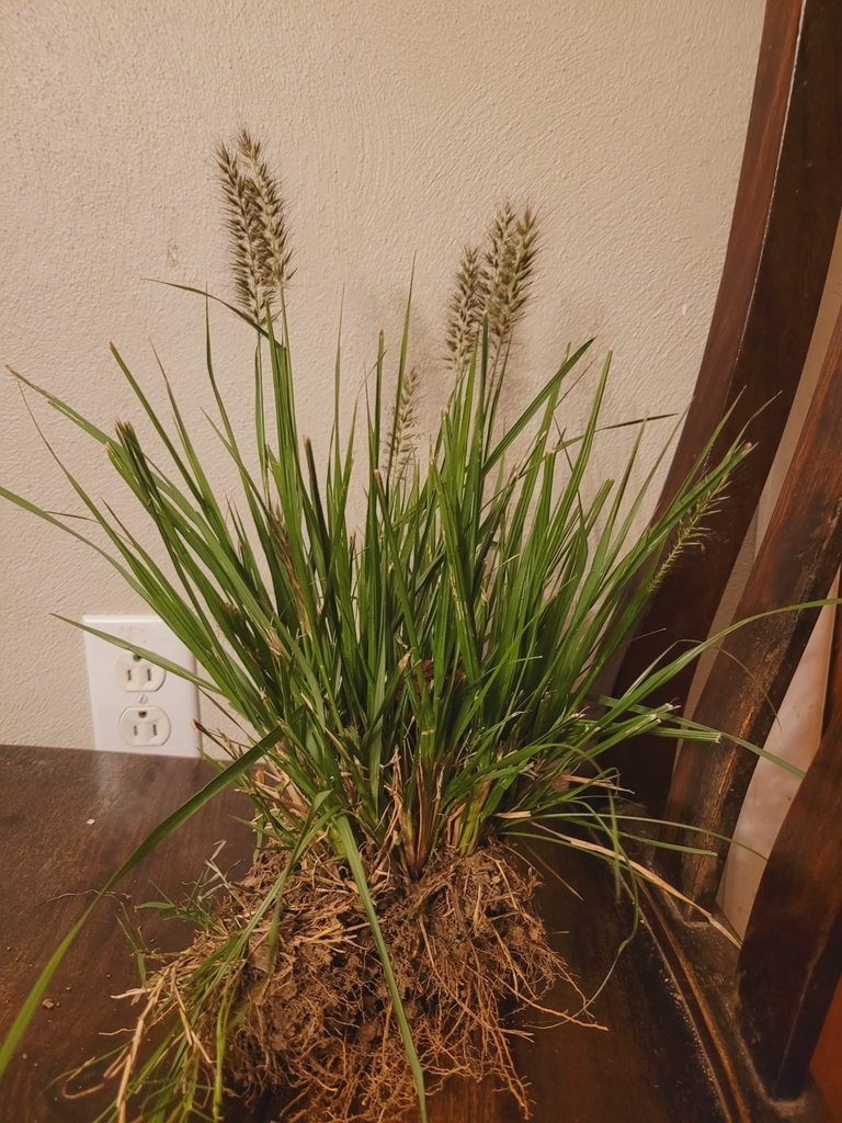 Chinese pennisetum from Webster Groves, MO, USA on October 10, 2024 at ...