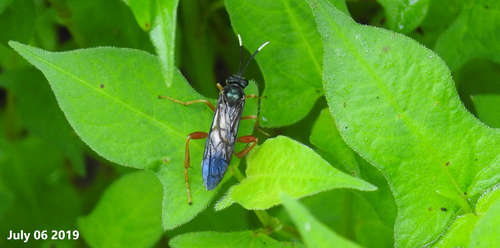 Siobla zenaida · iNaturalist