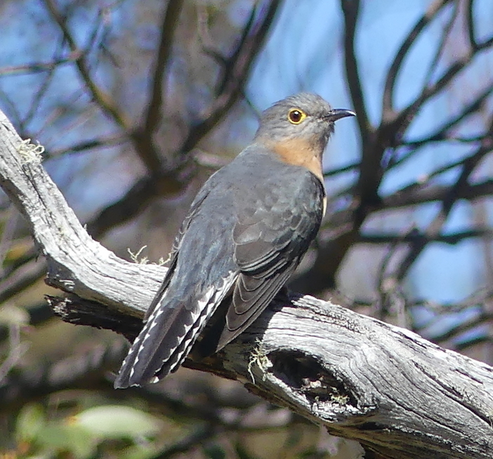 Fan-tailed Cuckoo from Crackenback NSW 2627, Australia on October 9 ...