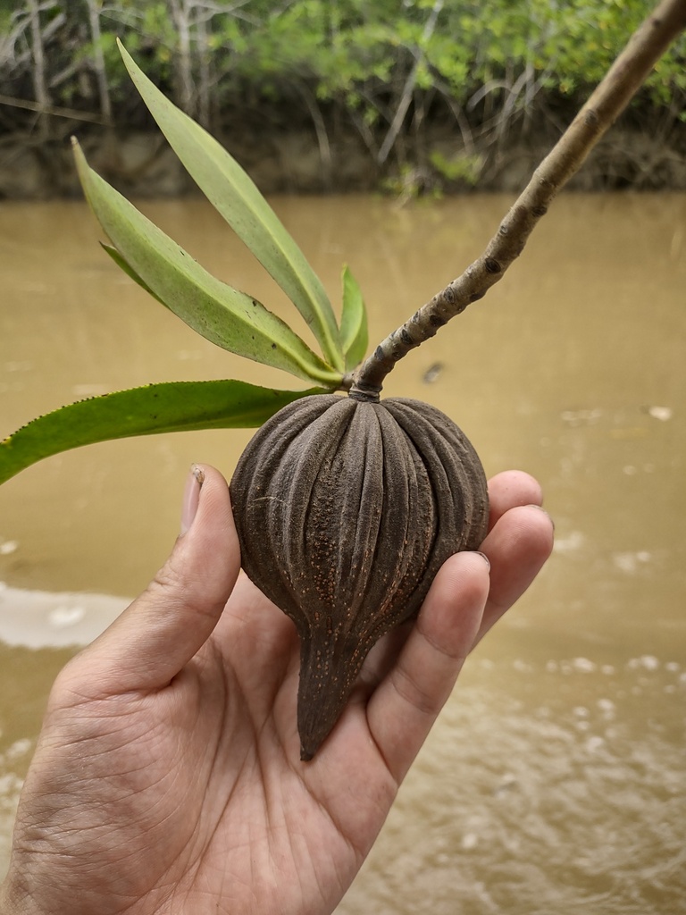 Tea Mangrove in April 2022 by Jasen Liu · iNaturalist