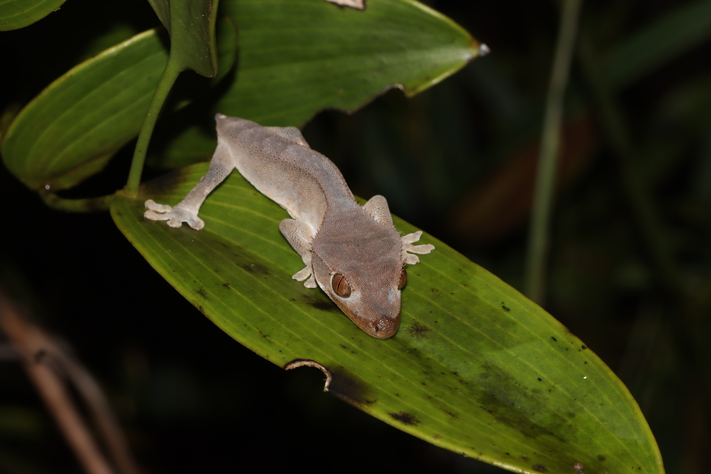 Crested Giant Gecko in July 2022 by Maël Dewynter · iNaturalist