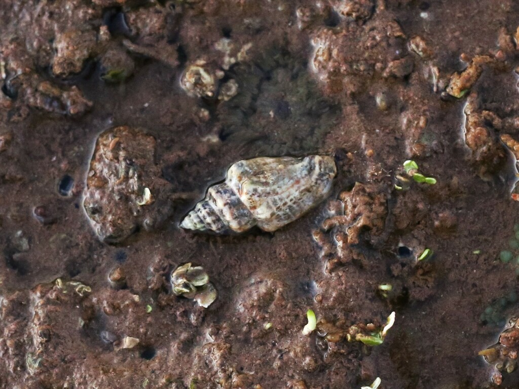 Labiate Stromb from Port Hedland WA 6721, Australia on September 19 ...