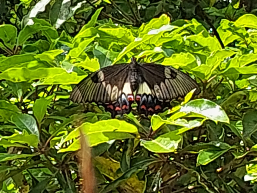 Orchard Swallowtail from Barangaroo NSW 2000, Australia on October 11 ...