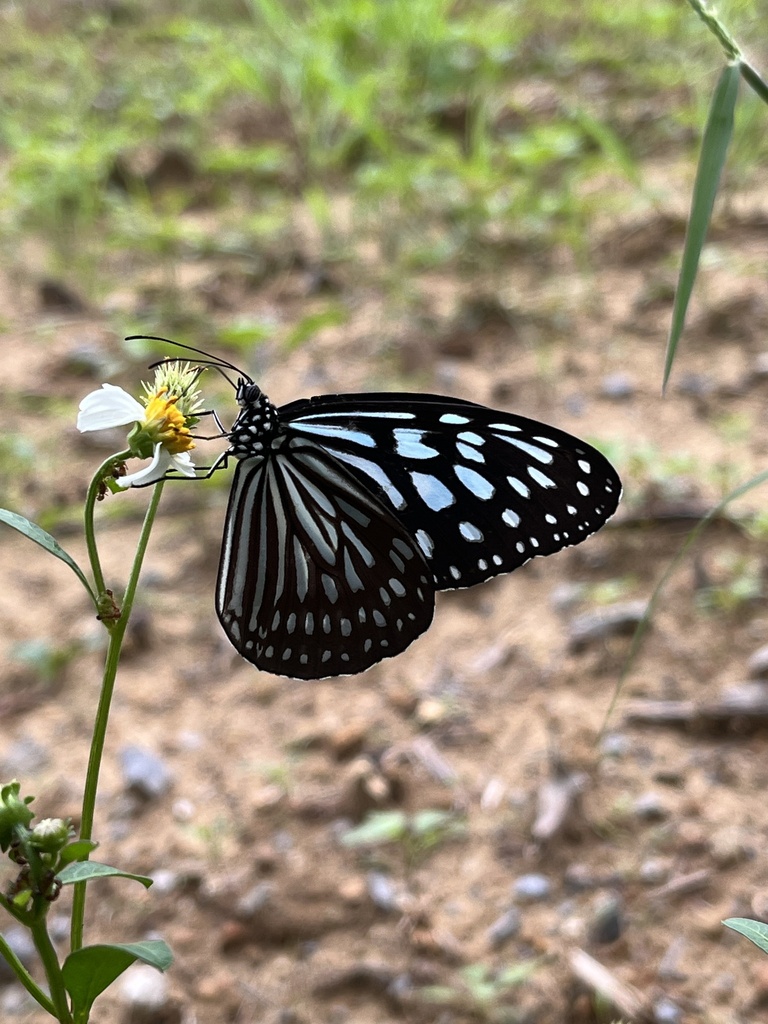 Ceylon Blue Glassy Tiger in October 2024 by Nakatada Wachi · iNaturalist