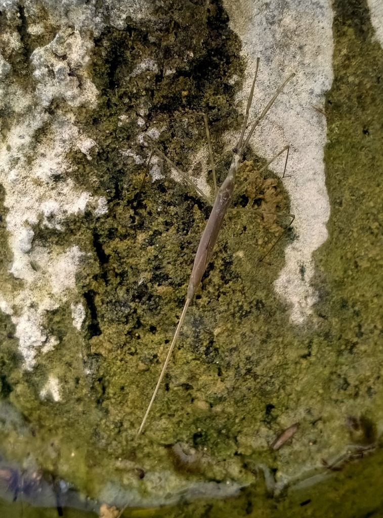 Winged and Once-winged Insects from 26QJ+H9J, Bhatund, Rajasthan 306126 ...