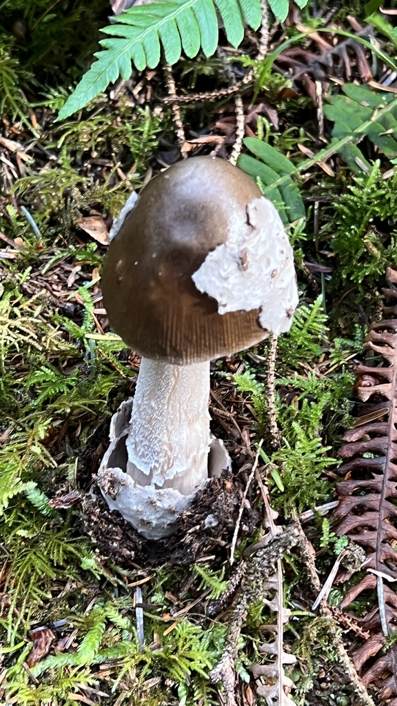 Western Grisette from Siuslaw National Forest, Westlake, OR, US on ...