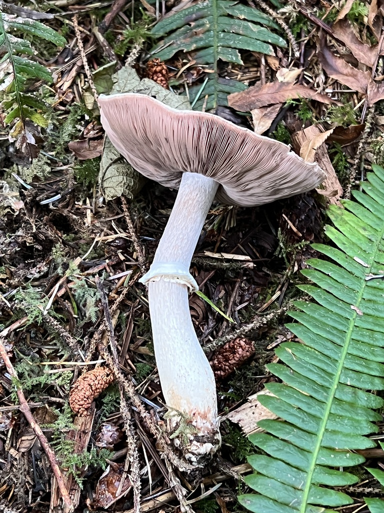 Buck's Agaricus from Siuslaw National Forest, Westlake, OR, US on ...