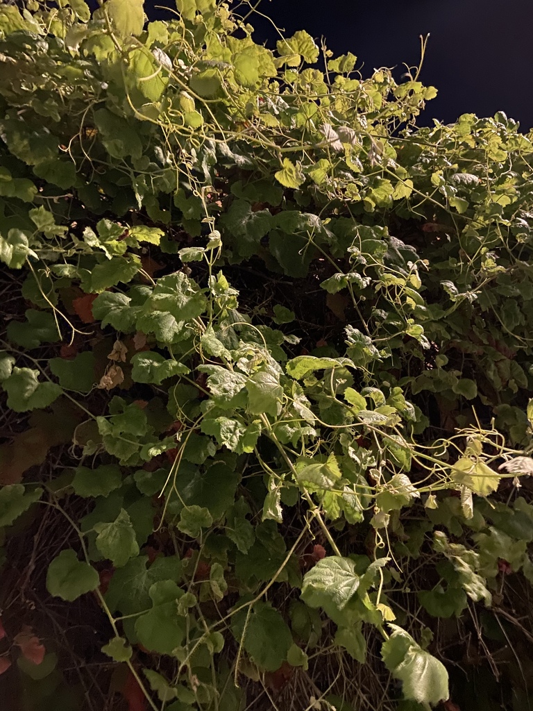 gourd family from Marina on October 10, 2024 at 07:24 PM by molinak211 ...