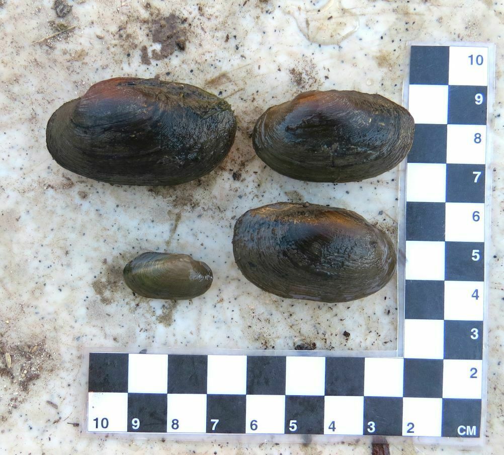 Lilliput in October 2024 by Paul D. Smith. Second photo shows relative ...