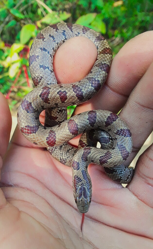 Mole Kingsnake in October 2024 by stumpgazer · iNaturalist