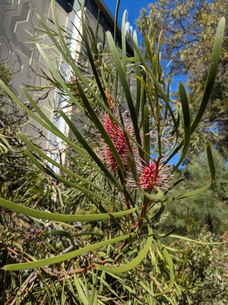 Emu Tree from Perth WA, Australia on September 13, 2024 at 10:18 AM by ...