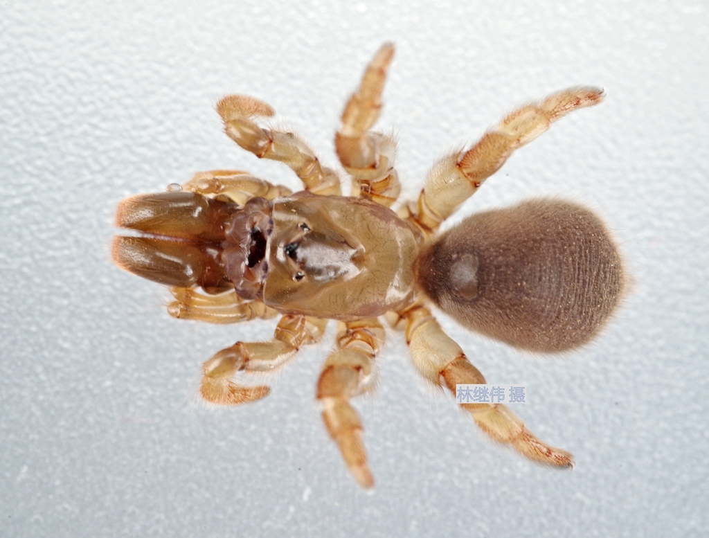 Calommata from Changsha, CN-HN, CN on October 09, 2024 at 01:01 AM by ...