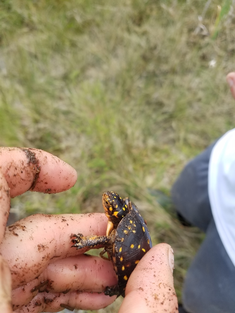 Spotted Turtle in July 2019 by Scott Ward · iNaturalist