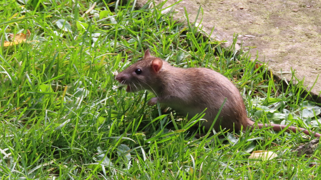 Brown Rat from Saint-Josse-Ten-Noode, Saint-Josse-ten-Noode, Belgium on ...